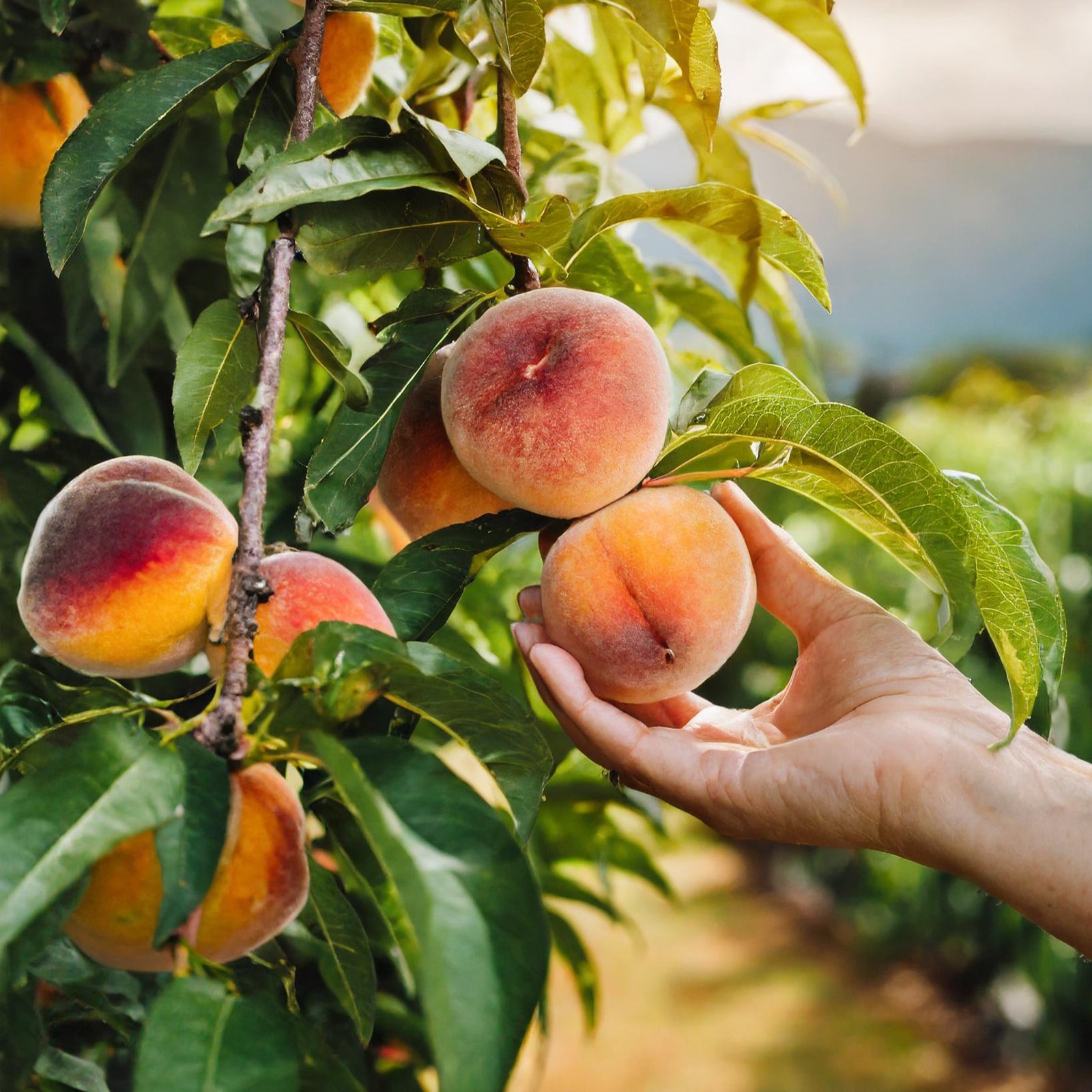Georgia Peach World